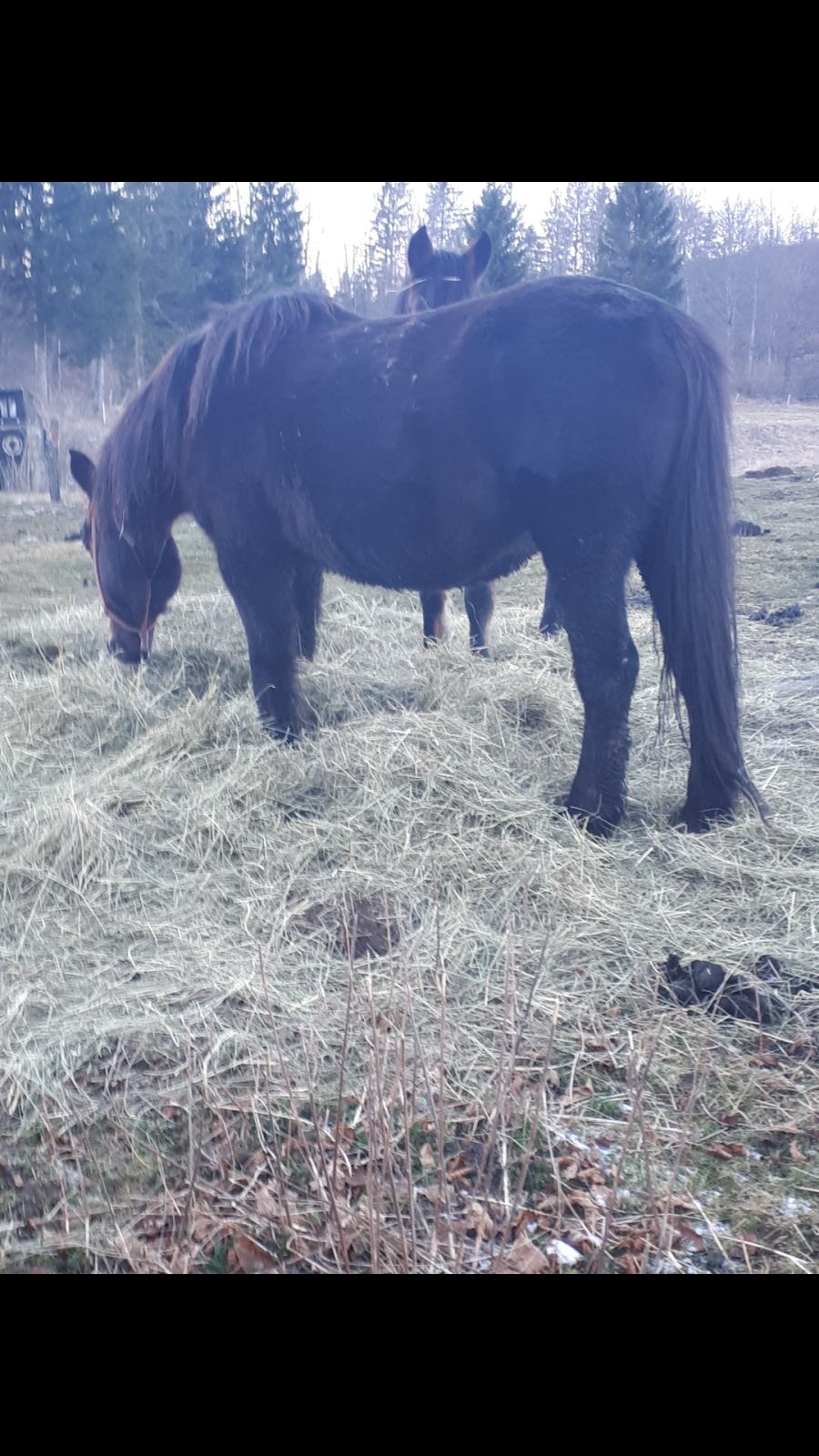Prodam ali menjam breje kobile