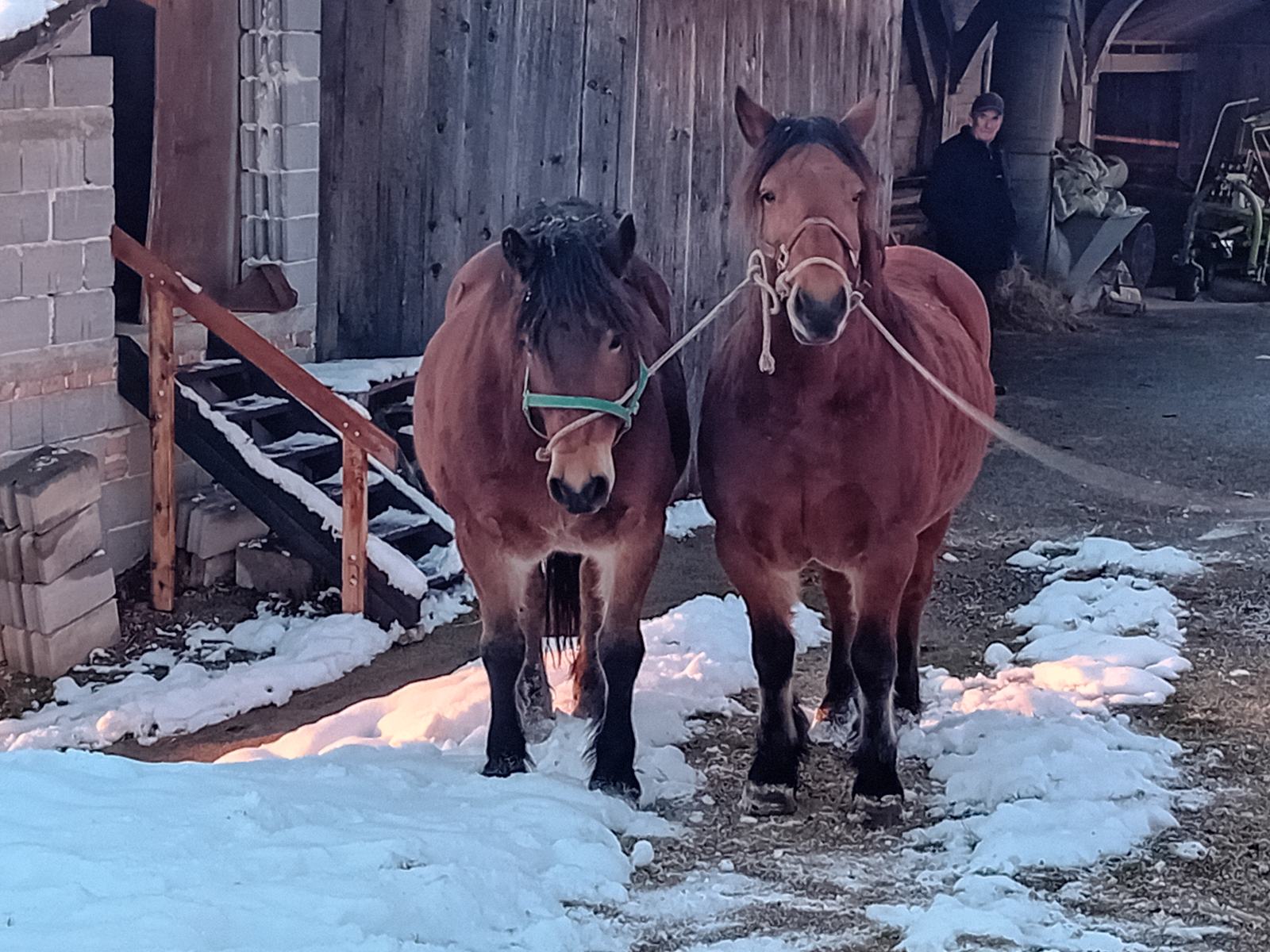 Prodam breje in vozne kobile