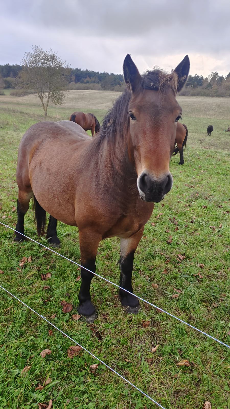 Prodam brejo kobilo posavko