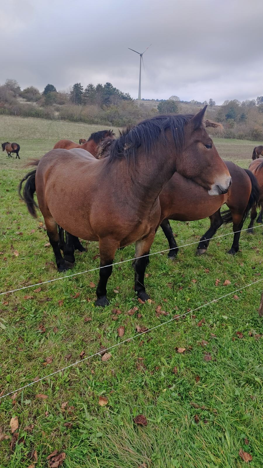 Prodam brejo kobilo posavko
