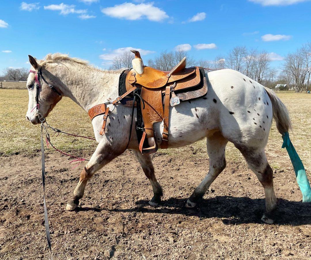Prodam dva ameriška Quarter konja
