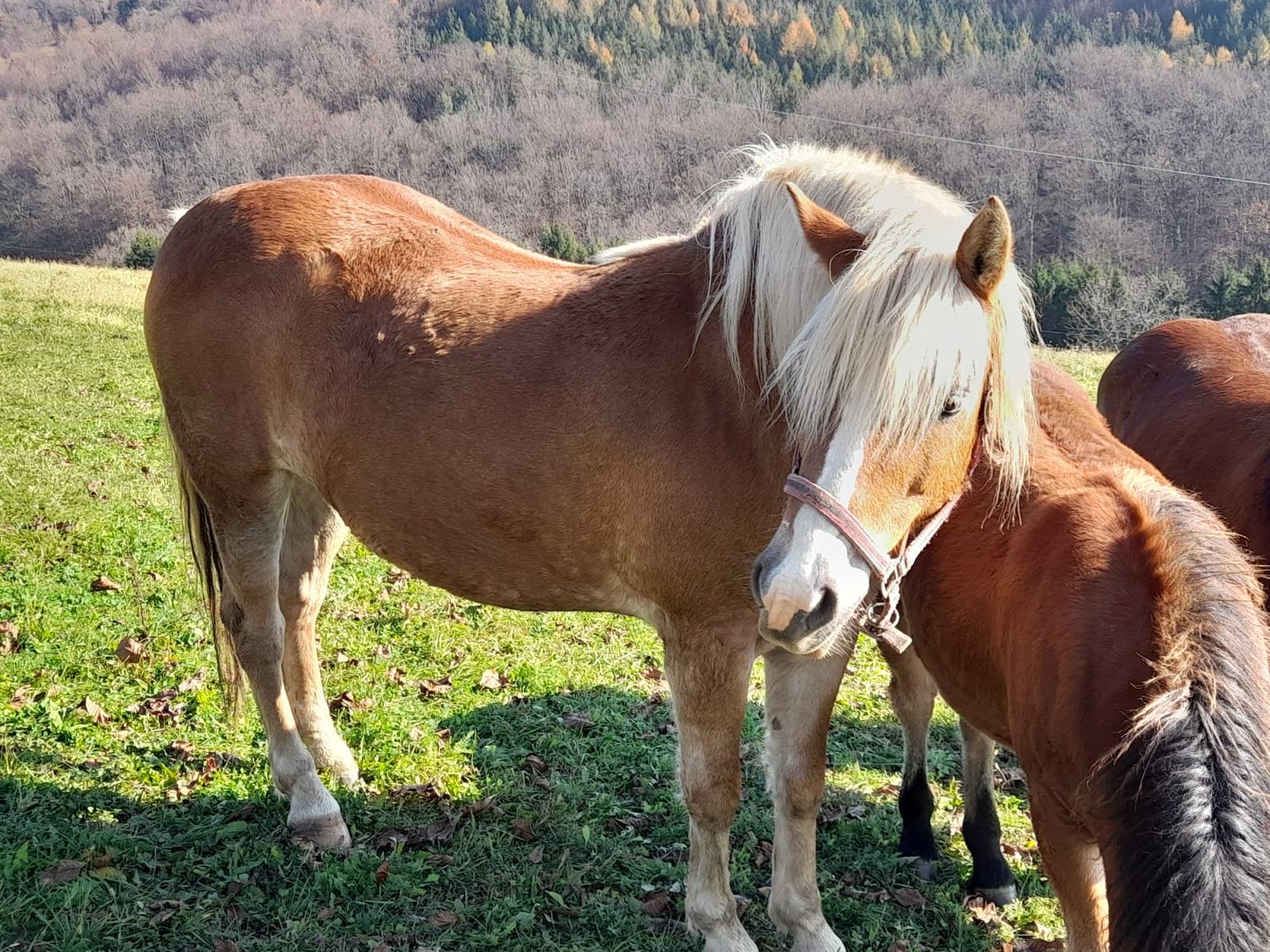 Prodam kobilo Haflinger