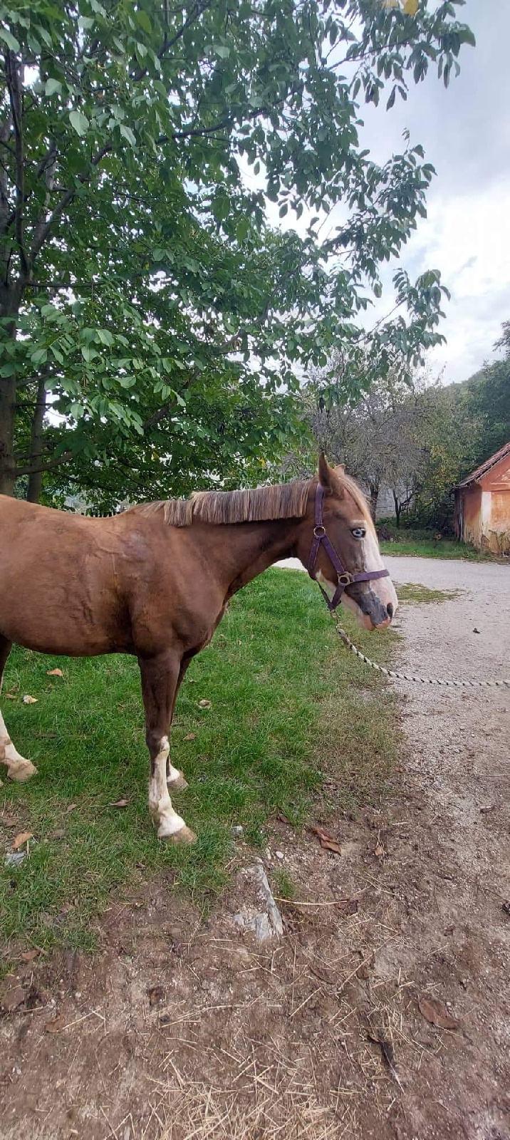 Prodam kobilo križanko