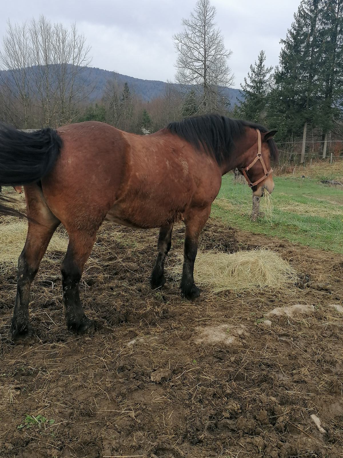 Prodam kobilo posavko