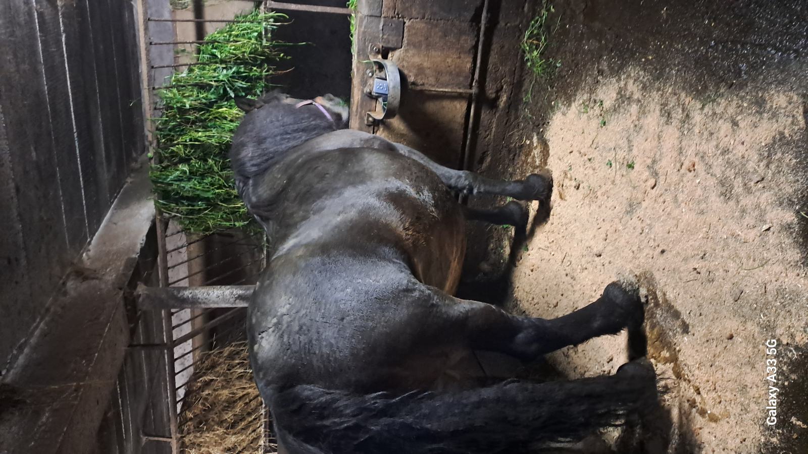 Prodam kobilo posavko