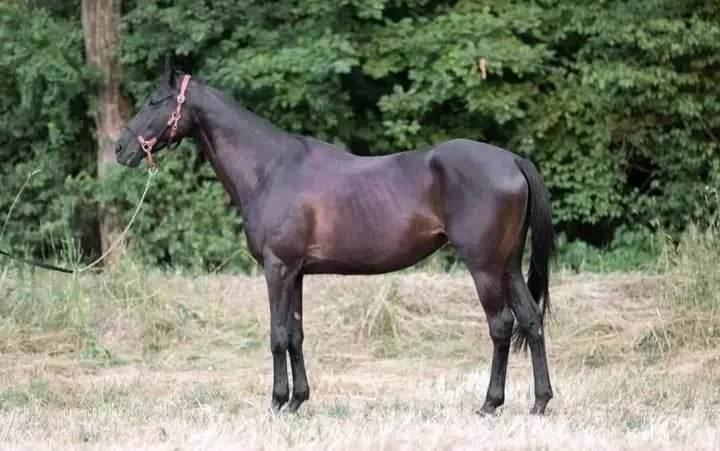 PRODAM KOBILO ZA ŠPORT