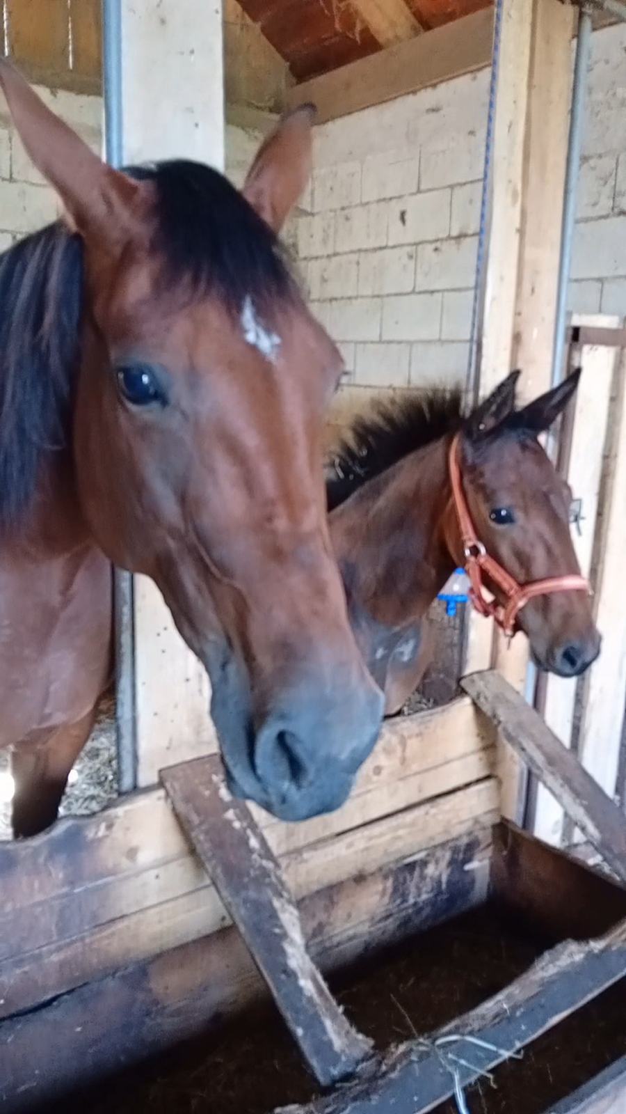 Prodam kobilo z žrebčkom