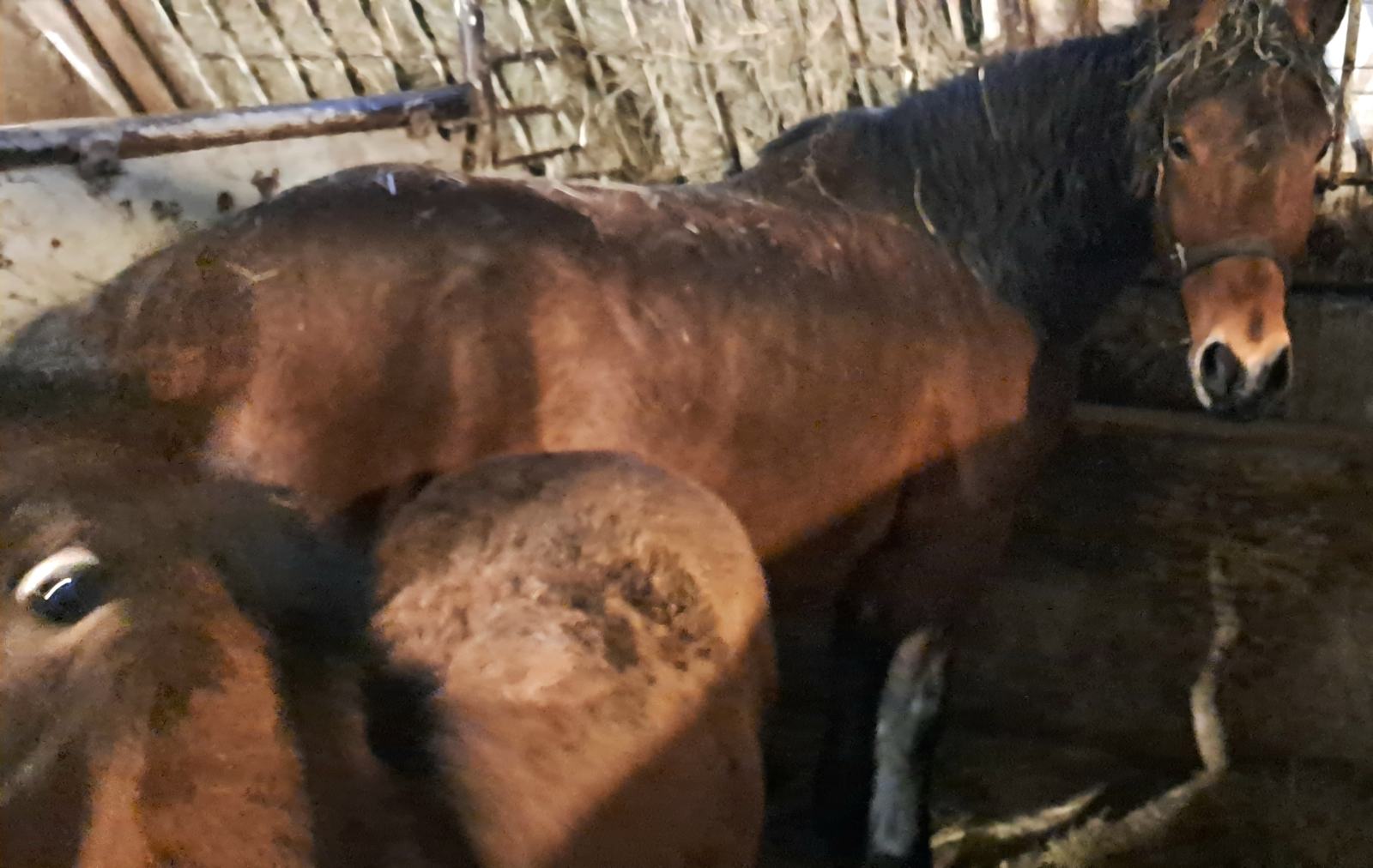 prodam kobilo z žrebetom