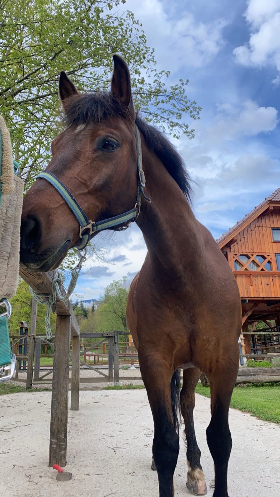 prodam konja kastrata criollo