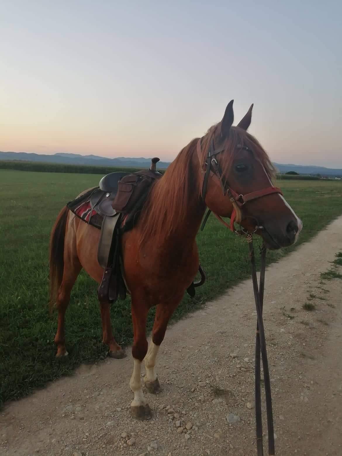 Prodam konja kastrata