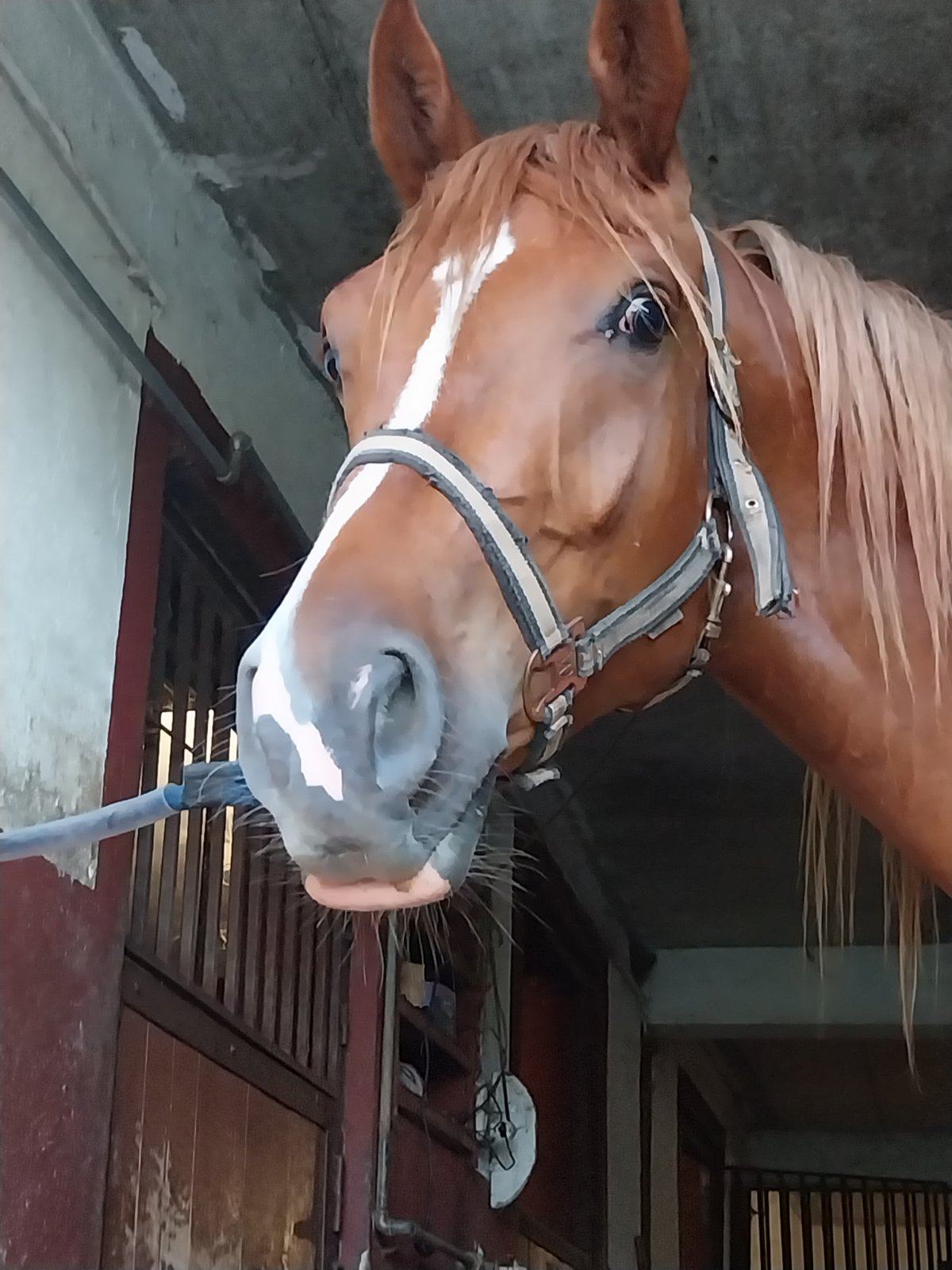 Prodam konja kastrata