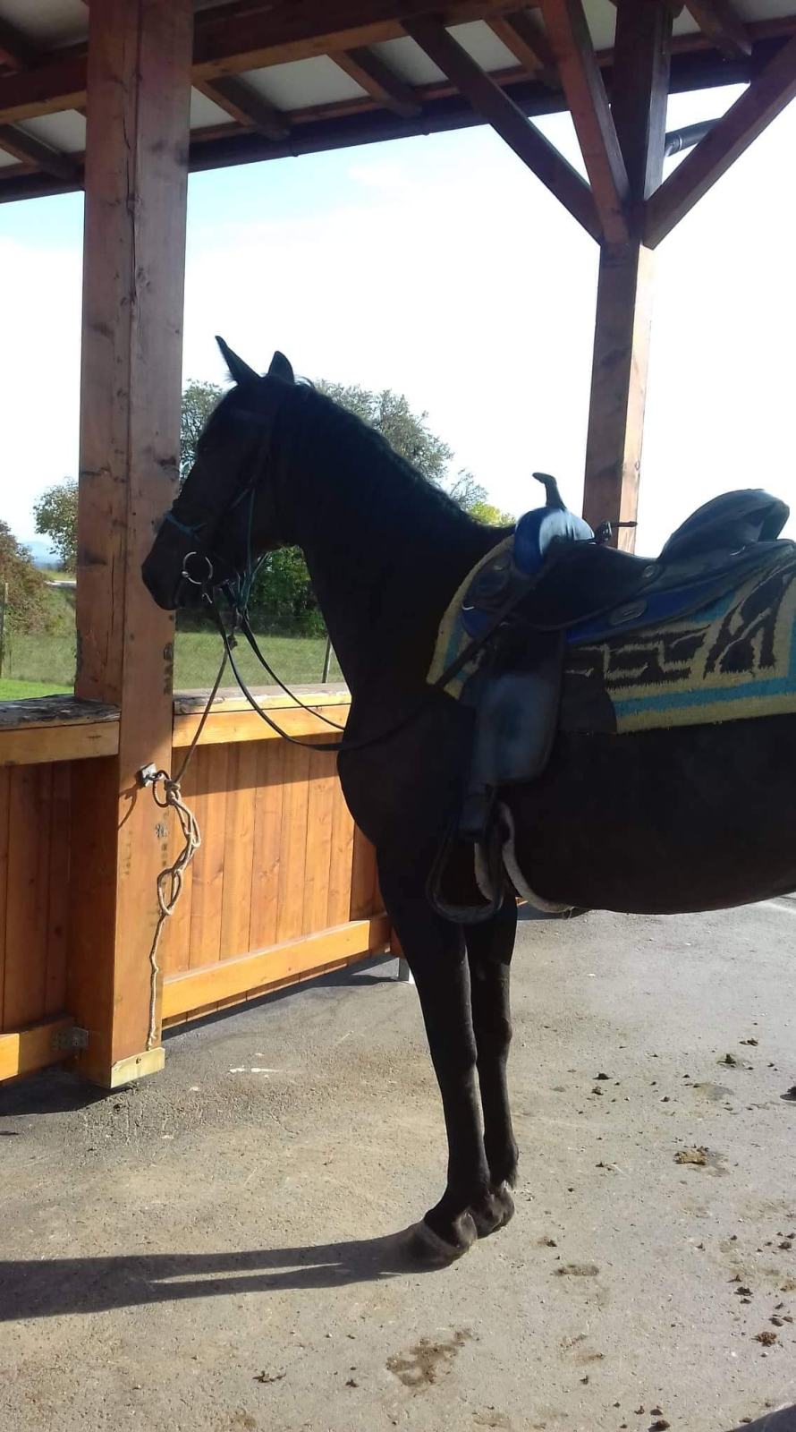 Prodam ali menjam konja