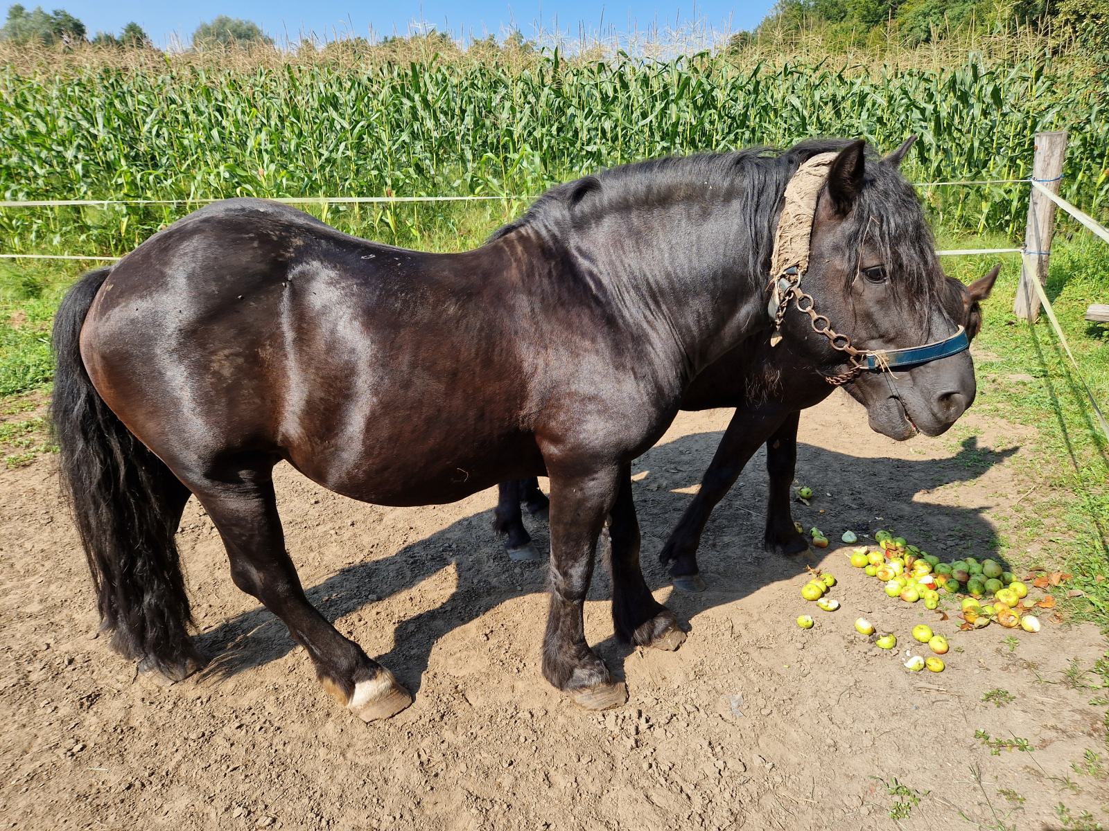 PRODAM KONJE PASME POSAVEC