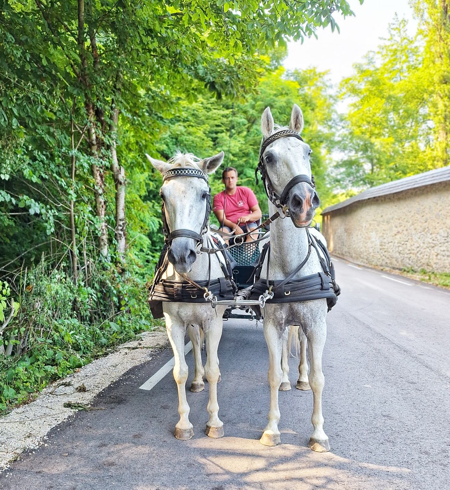 Prodam par lipicanskih kastratov