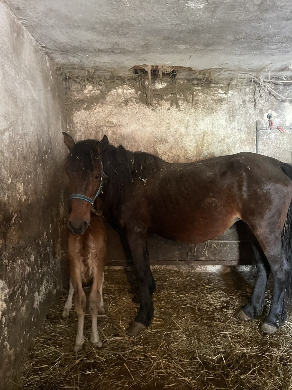 Prodam ujahano kobilo