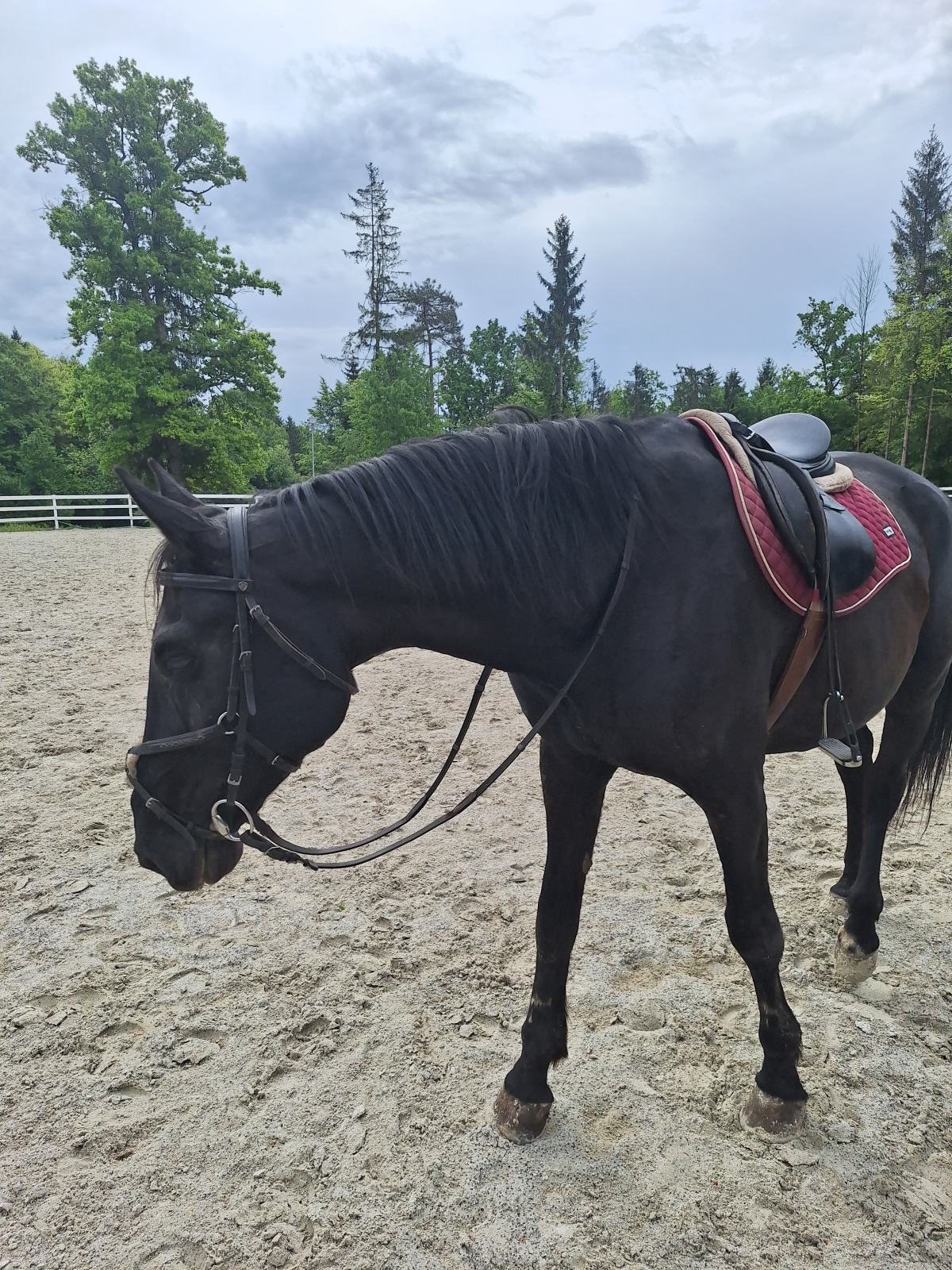 Kobila za terensko jahanje ali manežo