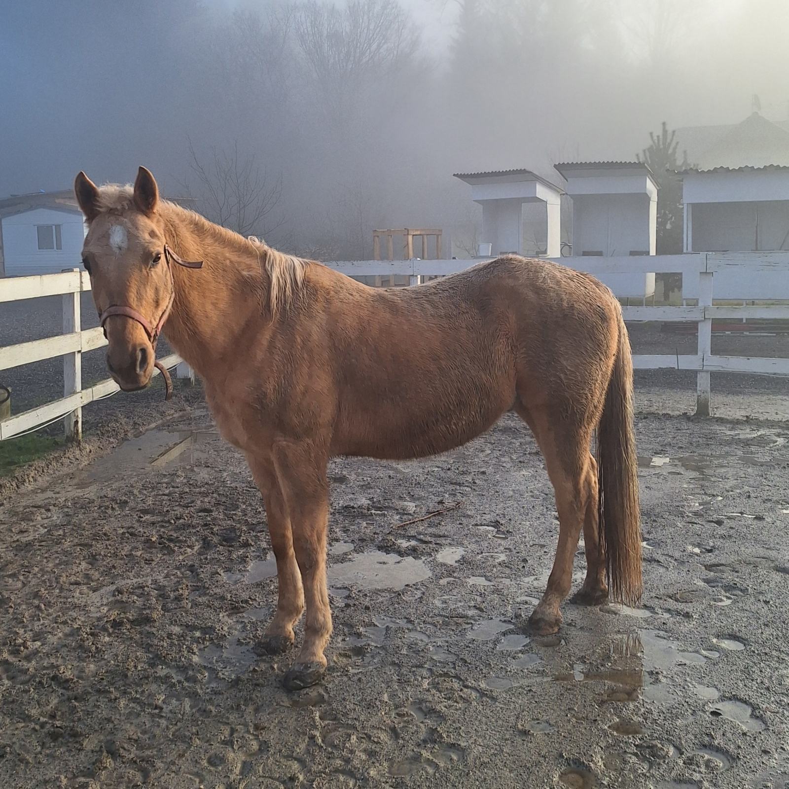 Quarter Horse kastrat