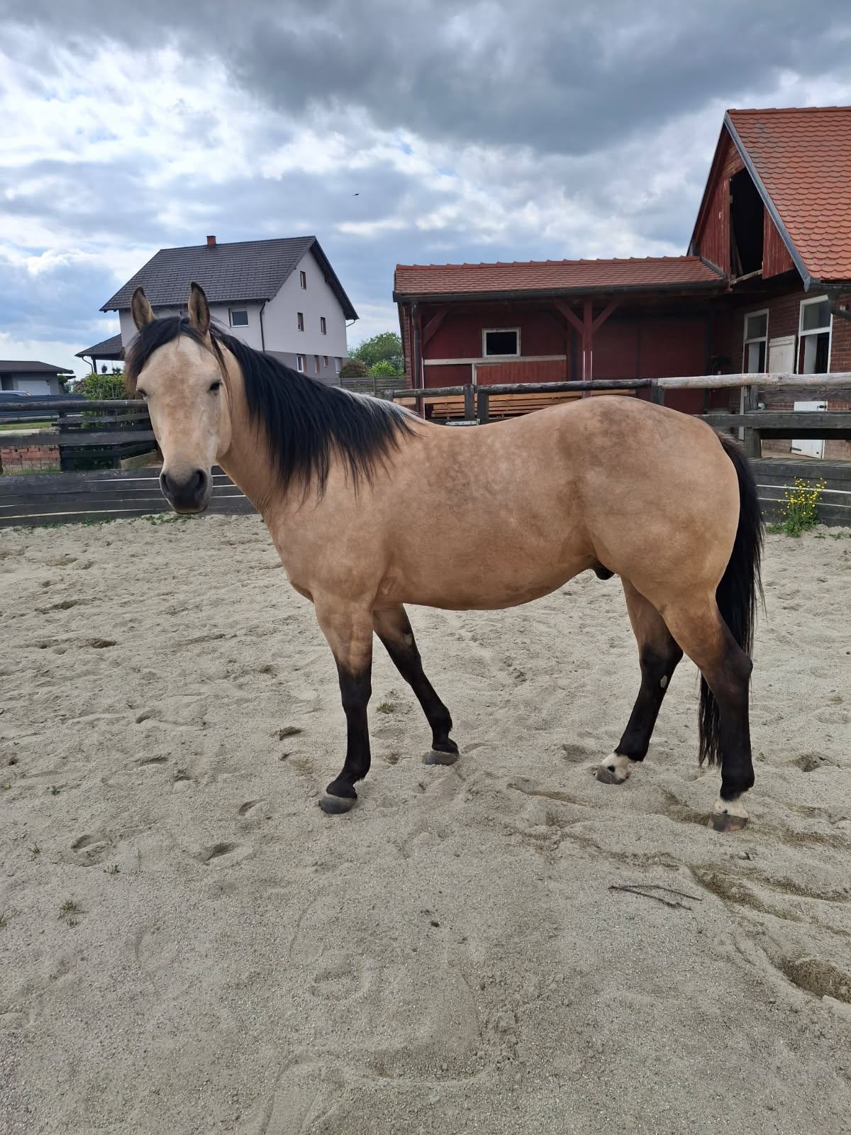 Quarter Horse Buckskin kastrat