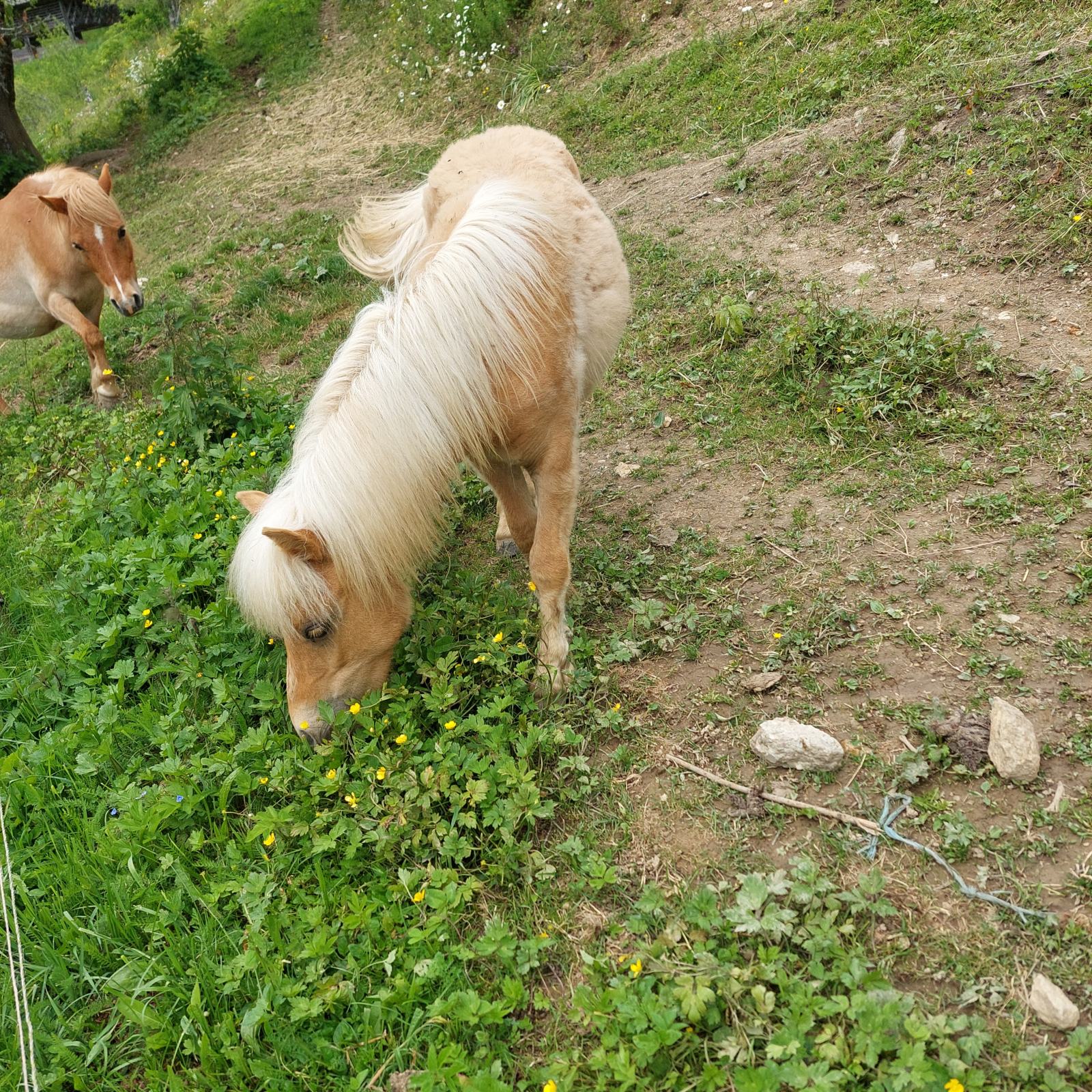 Šetland poni žrebček