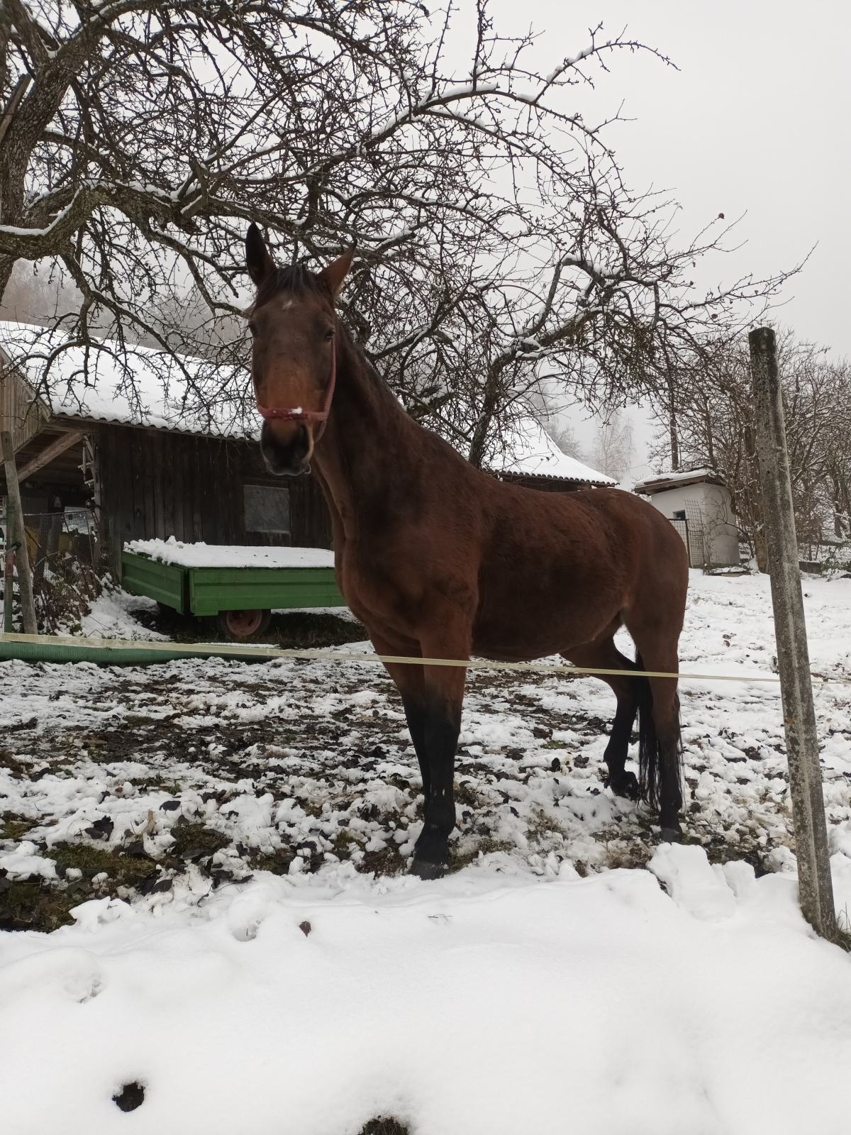 UGODNO PRODAM KOBILO