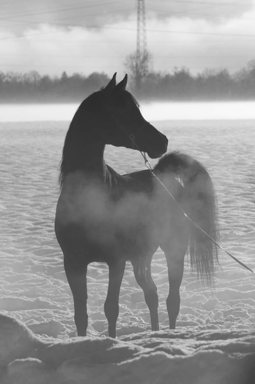 Na voljo za prepust POLNOKRVNI ARABSKI žrebec
