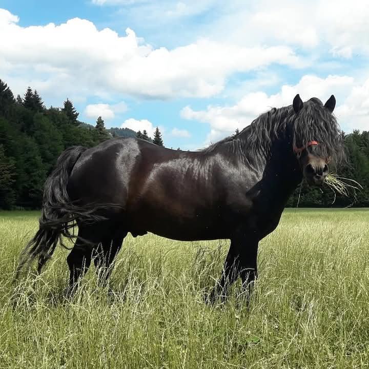 Žrebec posavec linija Ital