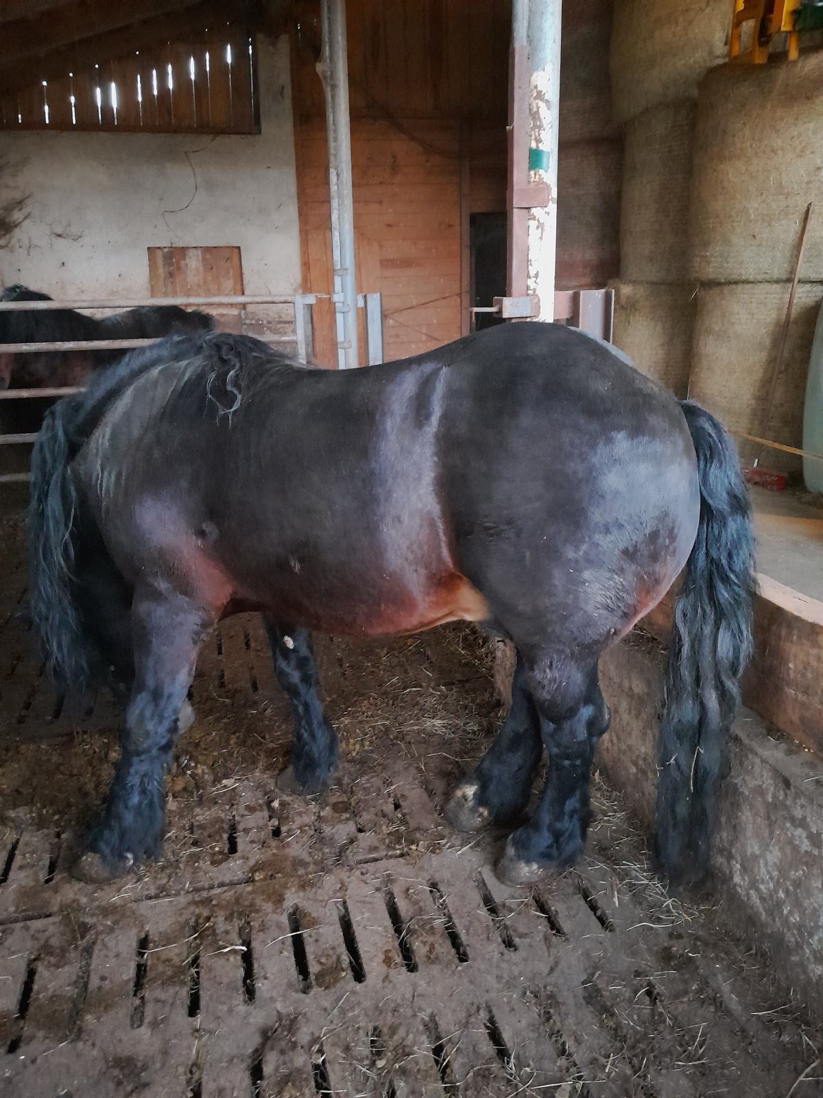 Žrebec posavec linija Ital