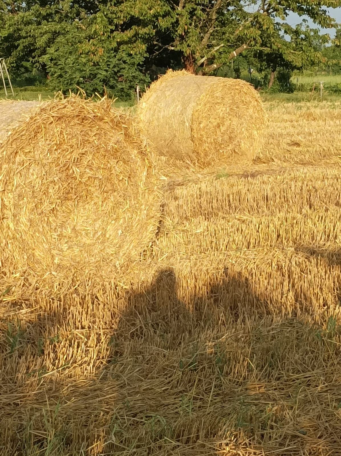 Bale za krmo in nastilj