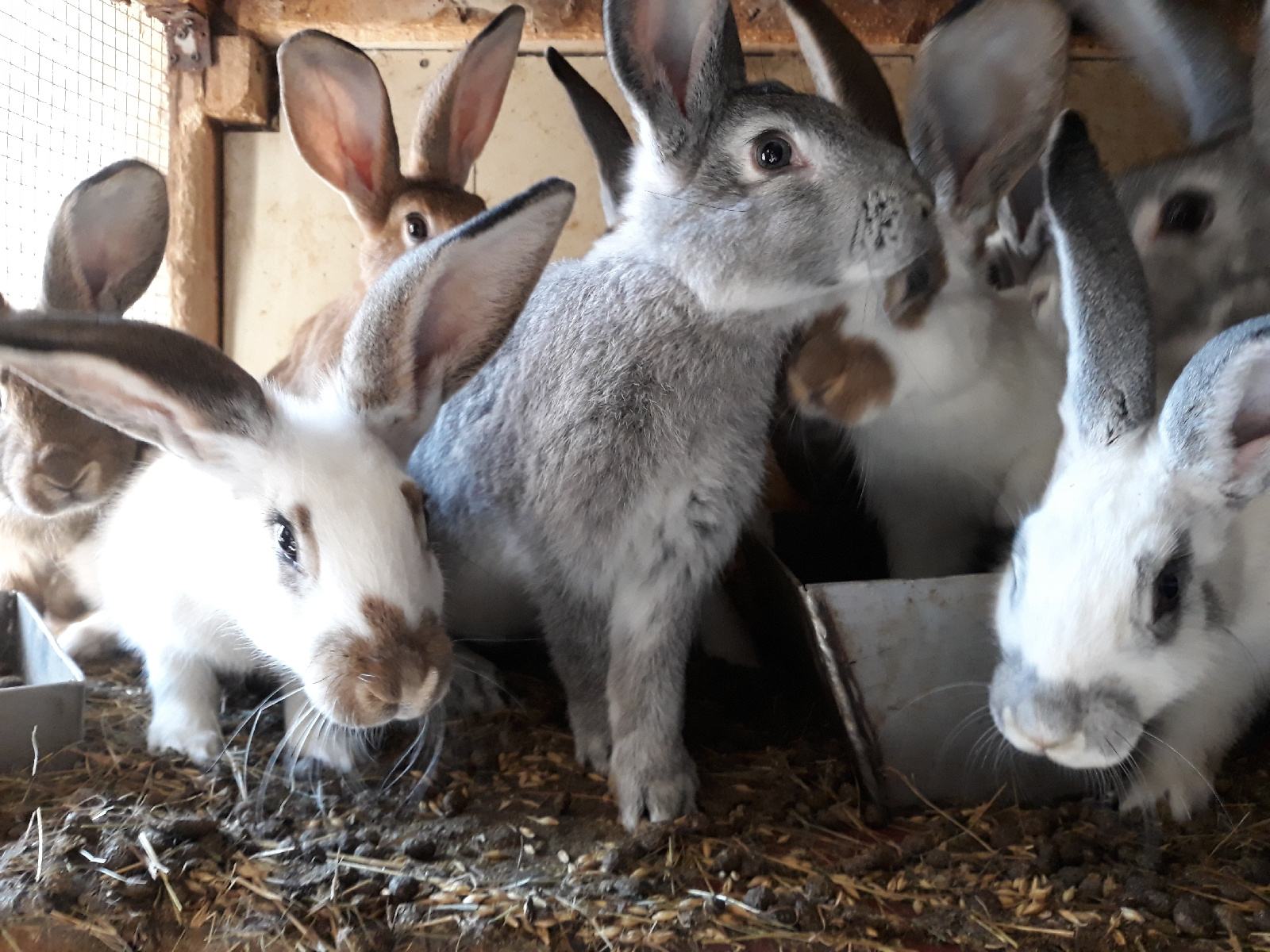 Domači zajci (kunci)