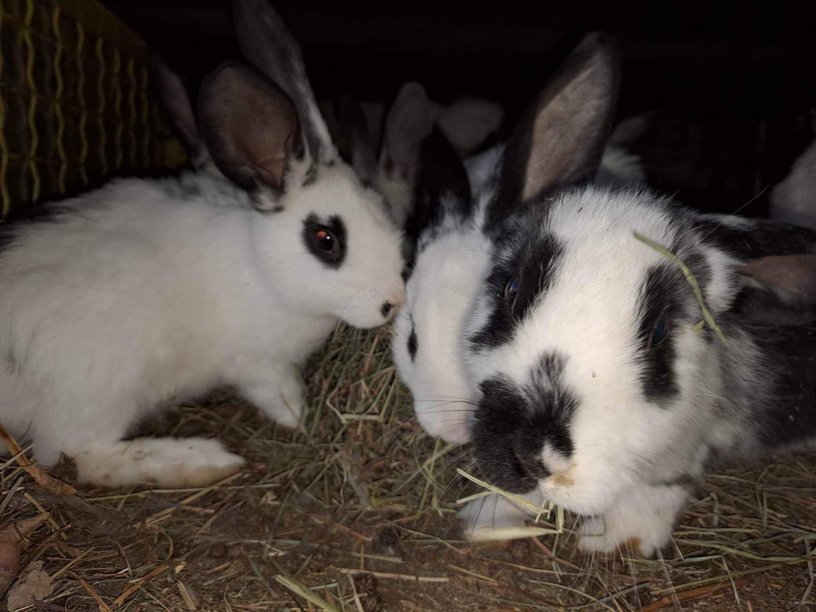 Lovrenc na Dravskem polju