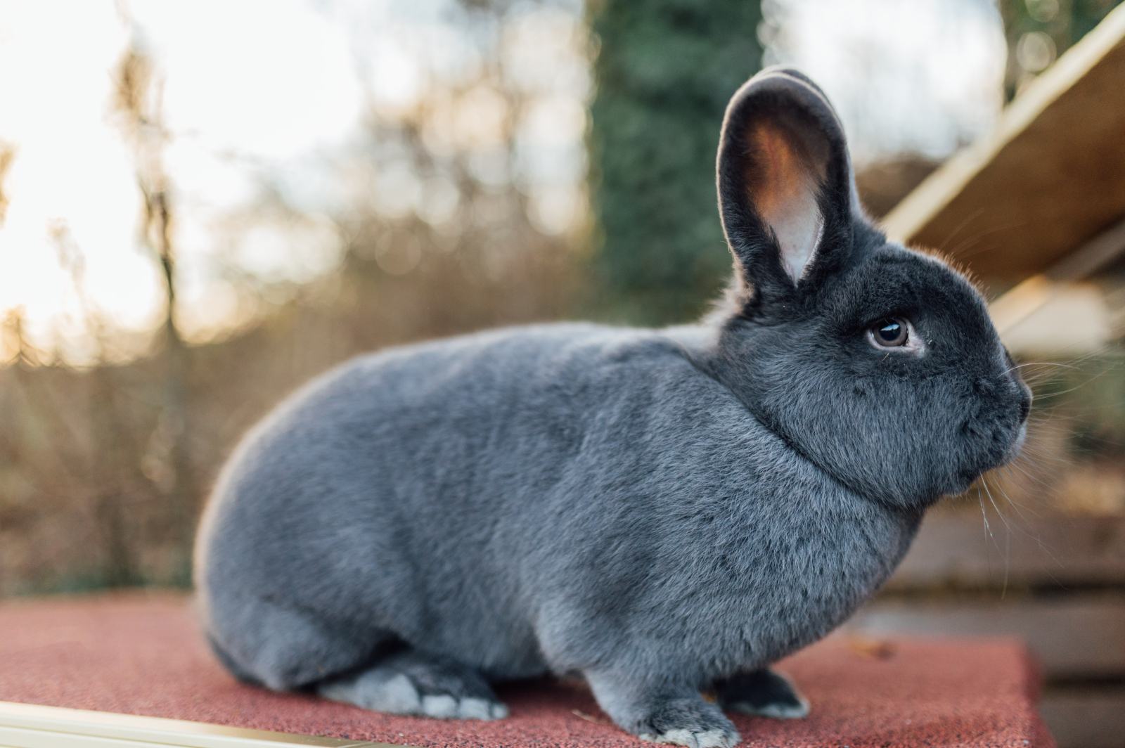 Modri dunajčan, samica