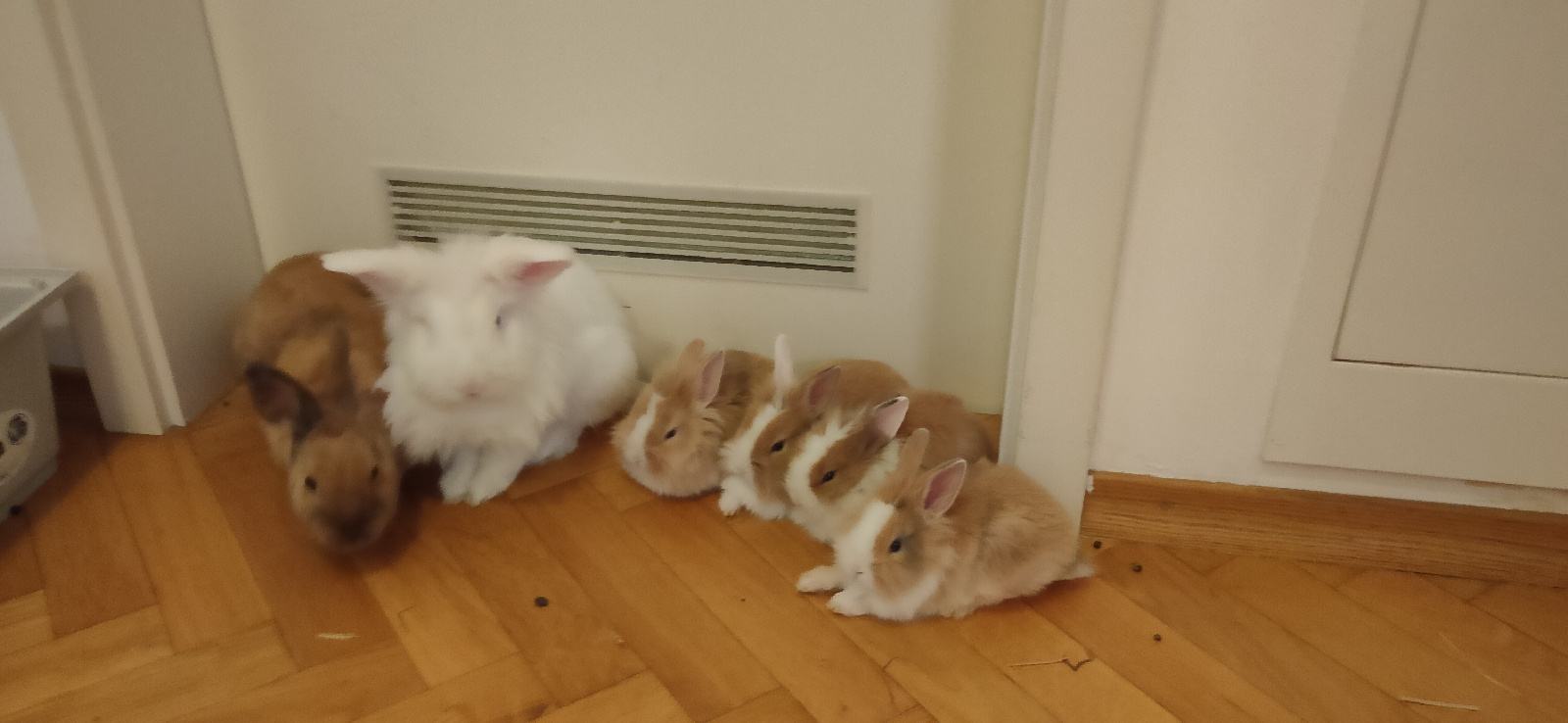 Pritlikavi kunci (zajci, zajčki, mladički, zajec, kunec)