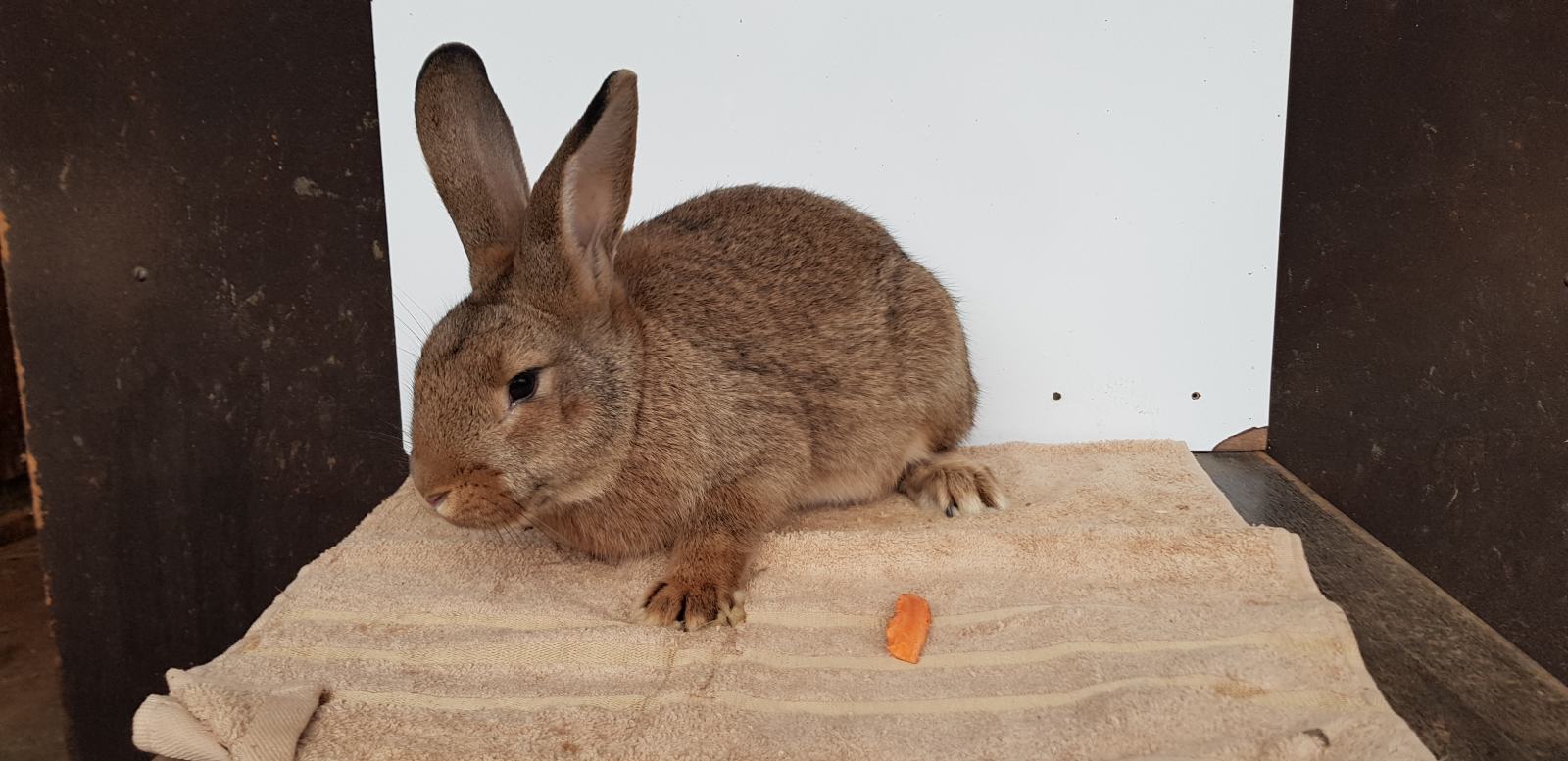 Prodam kunca za pleme