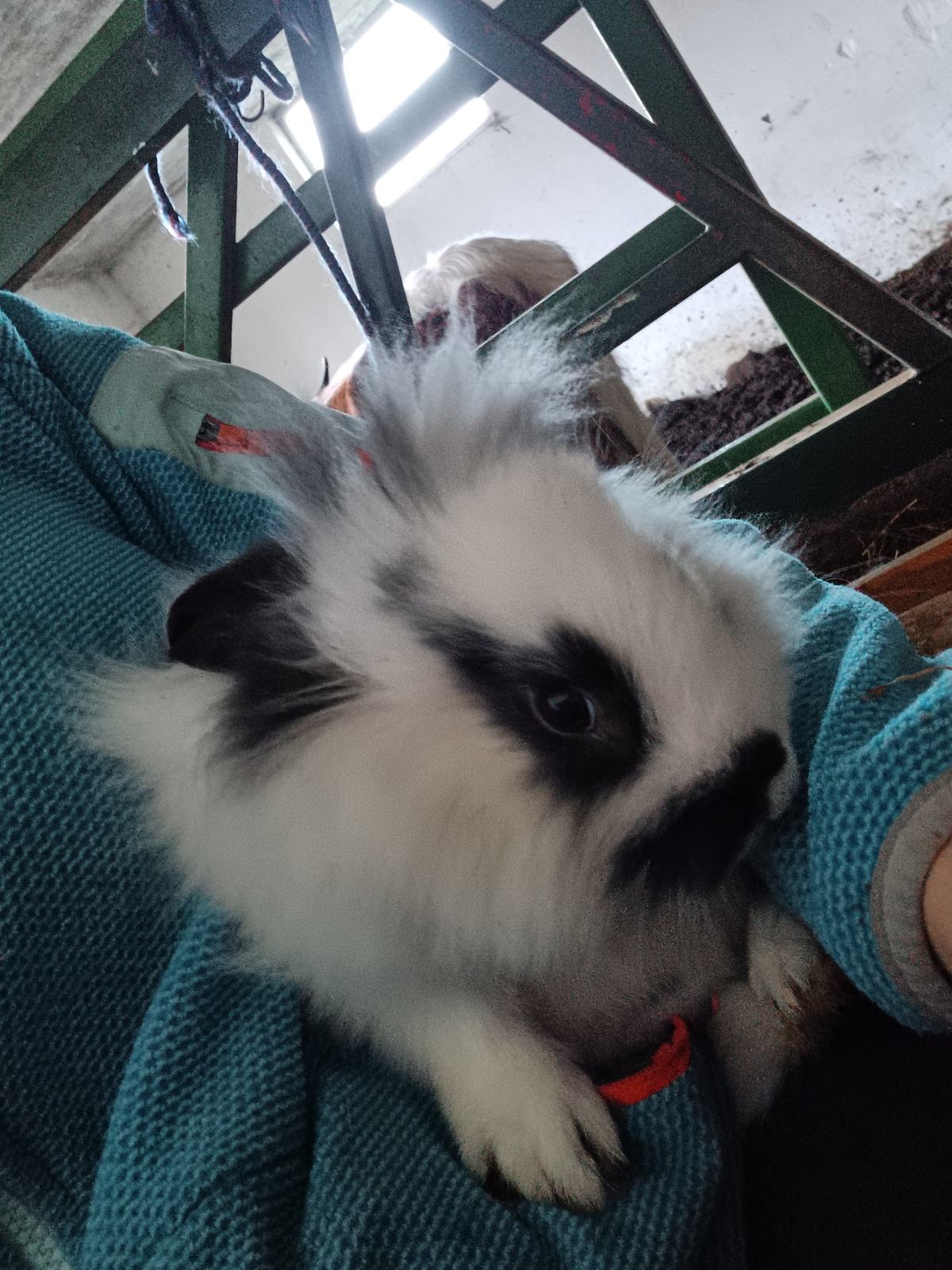 Prodam kunce obeh spolov