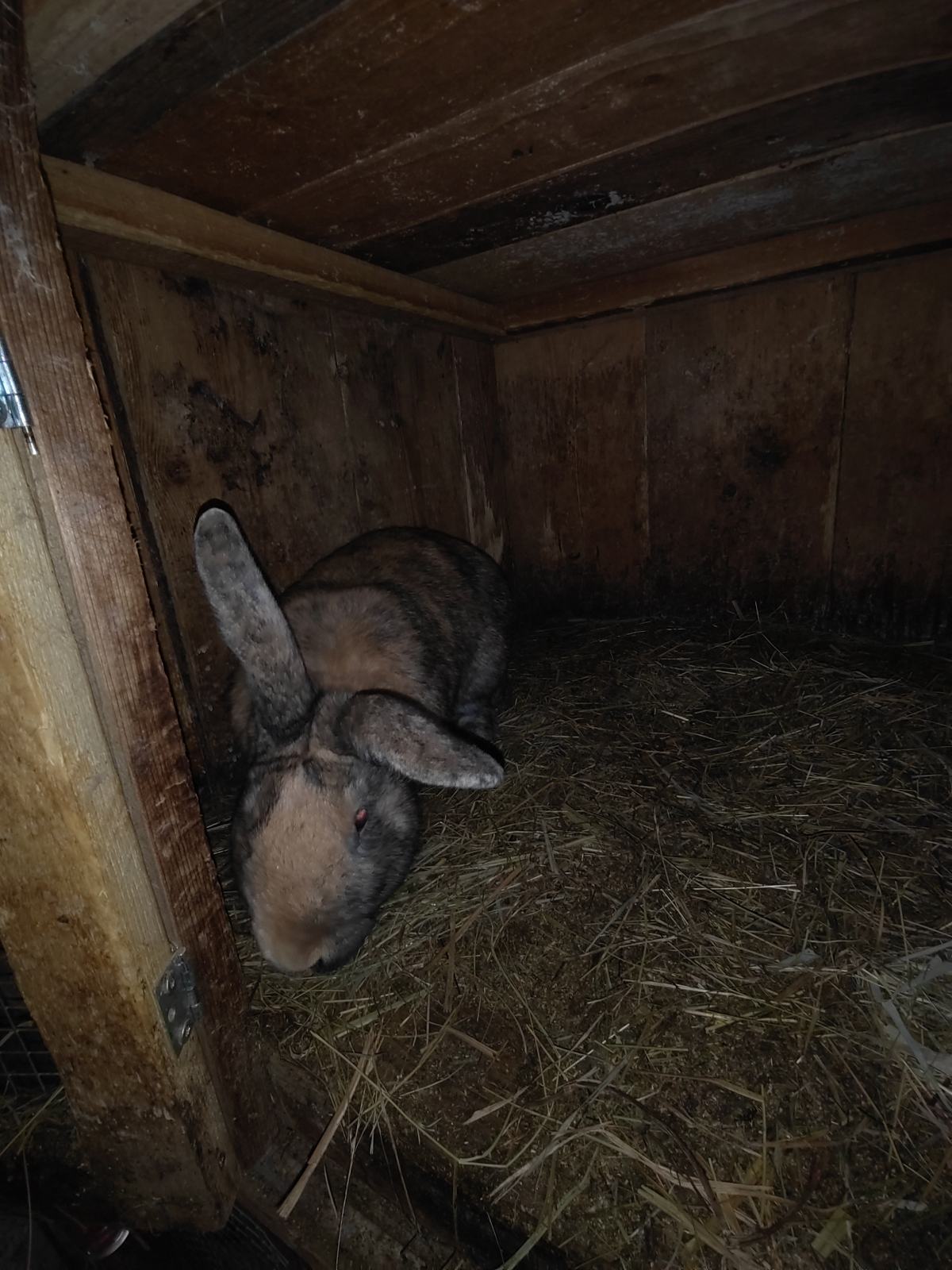 Prodam zajce za pleme