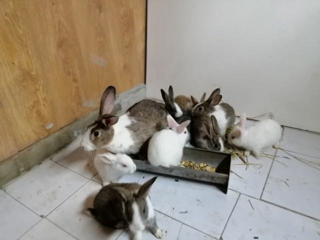 Prodam zajce za nadaljnjo rejo