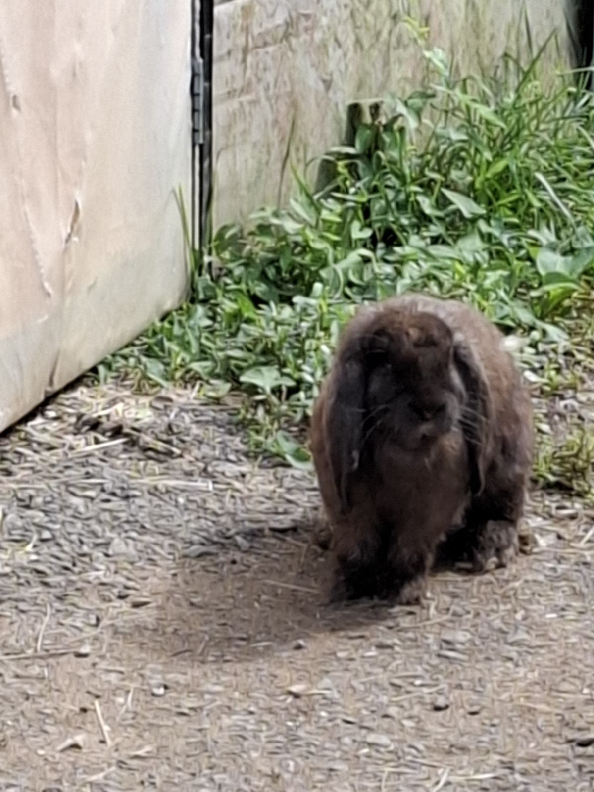 Veliki ovnaci za nadaljnjo rejo.