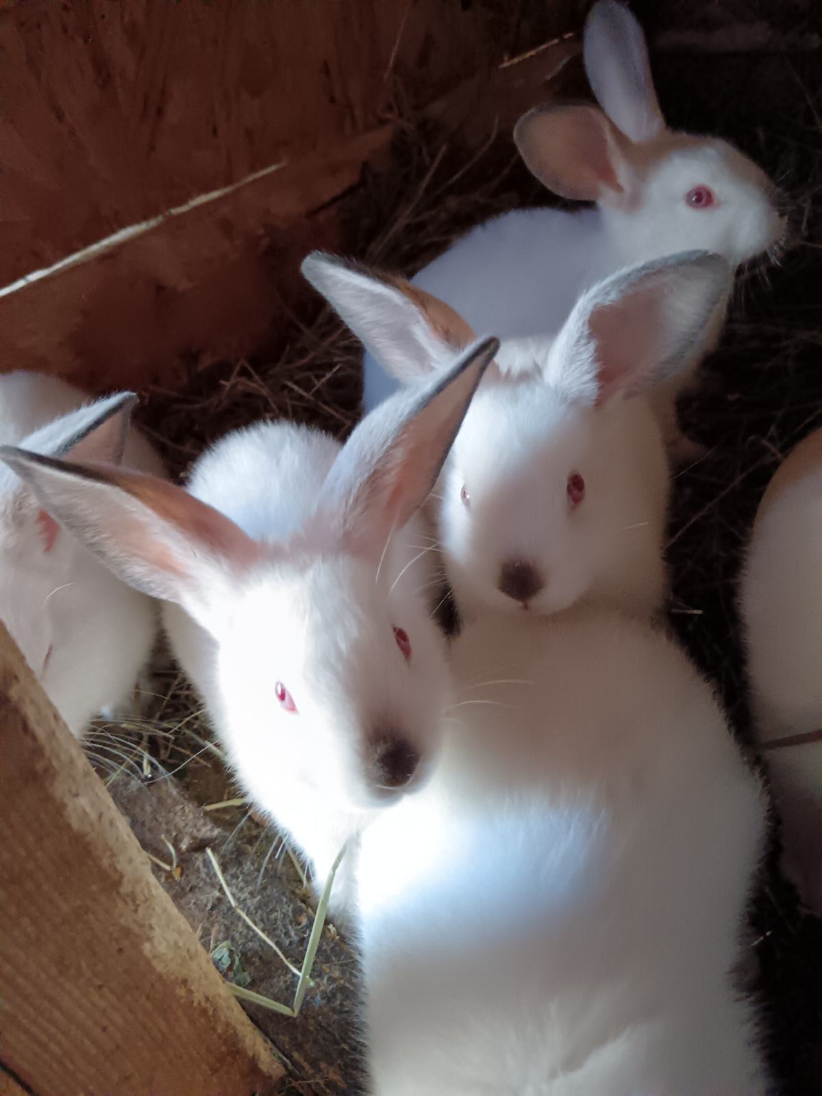 Zajci Kalifornijci - samice za pripust ali nadaljno rejo