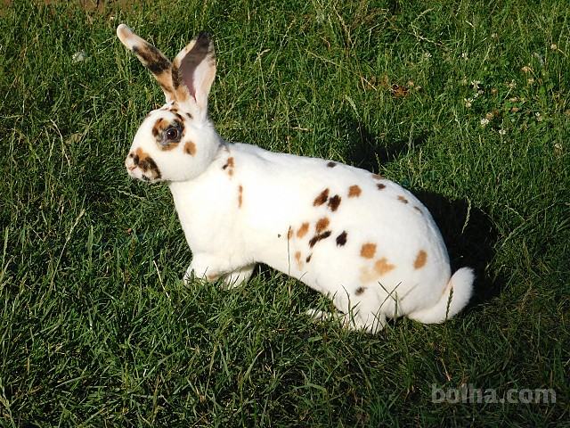 zajec - kunec dalmatinski rex