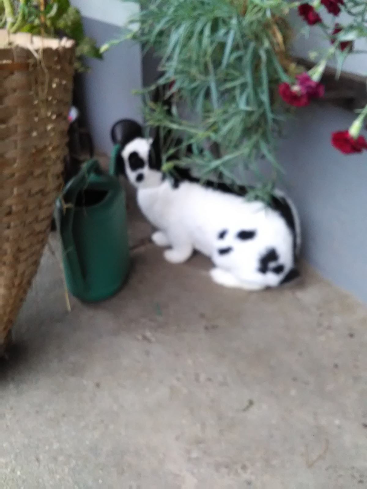 zajec nemški lisec star 1 leto prodam 041-943-567