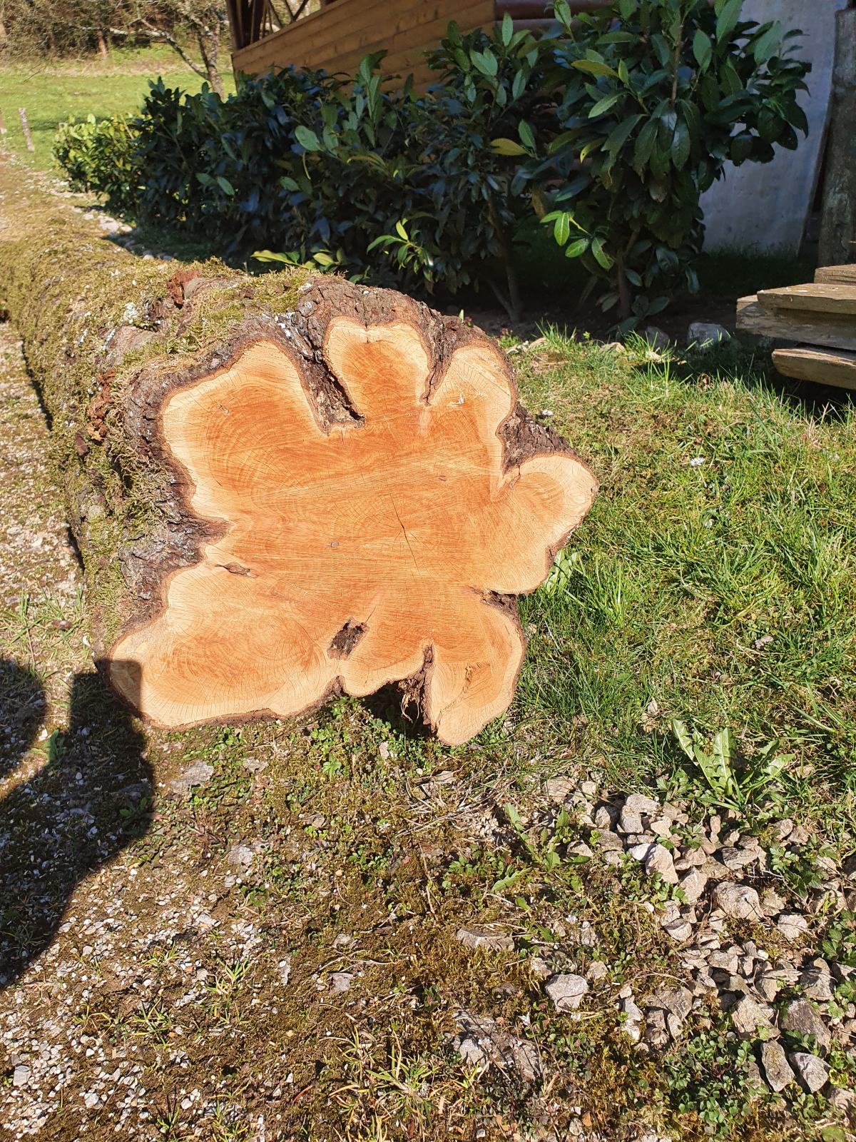 Hruška (celo deblo)