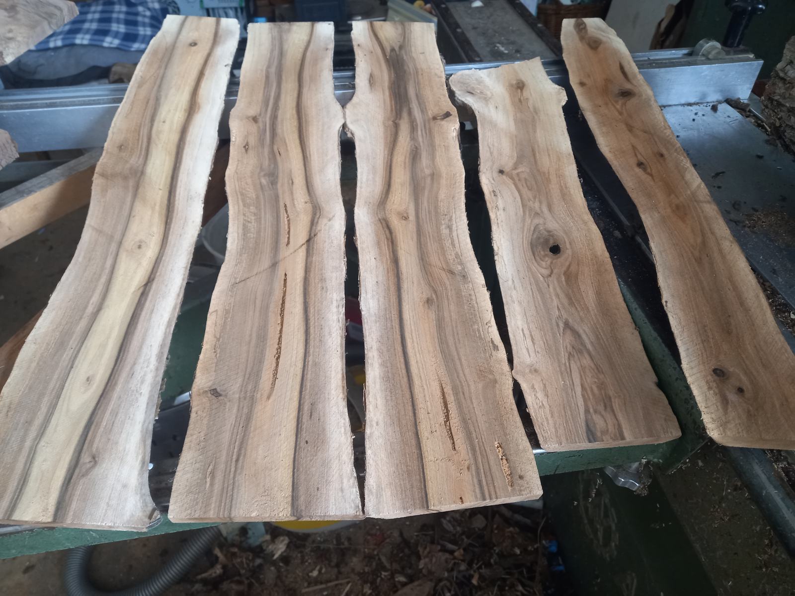 Les oreh, 59x10x1,5 cm, 5 kosov 8 1 kos 2 euro.