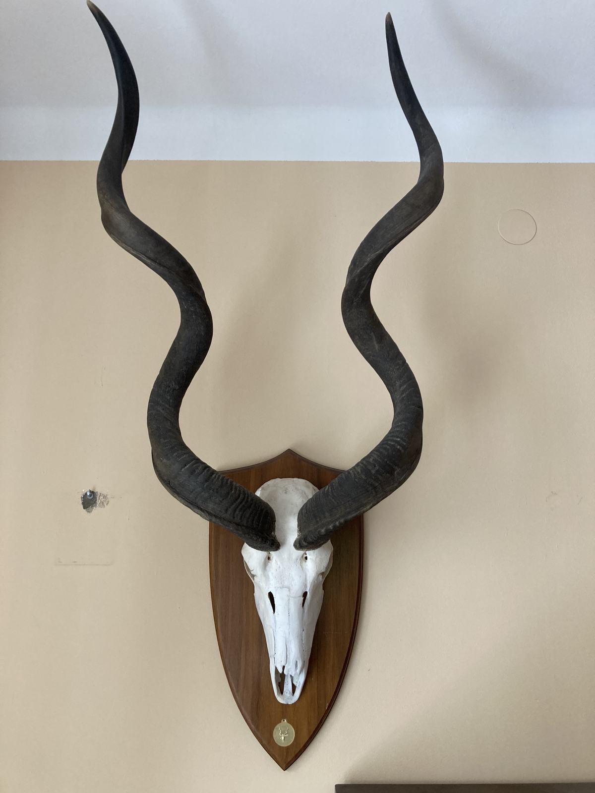 Afriška lovska trofeja - VELIKI KUDU - rogovje