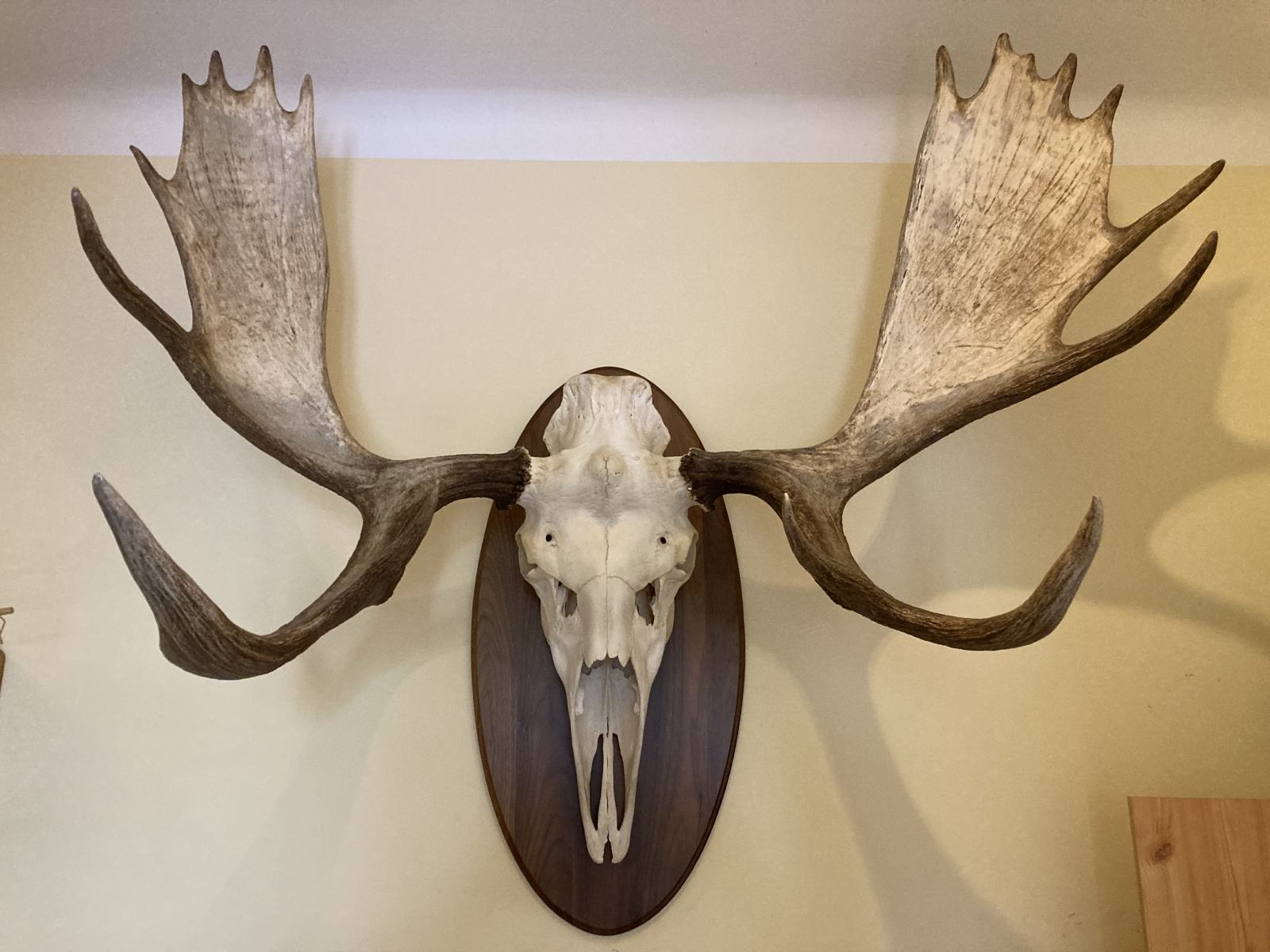 Kanadska lovska trofeja - LOS - rogovje