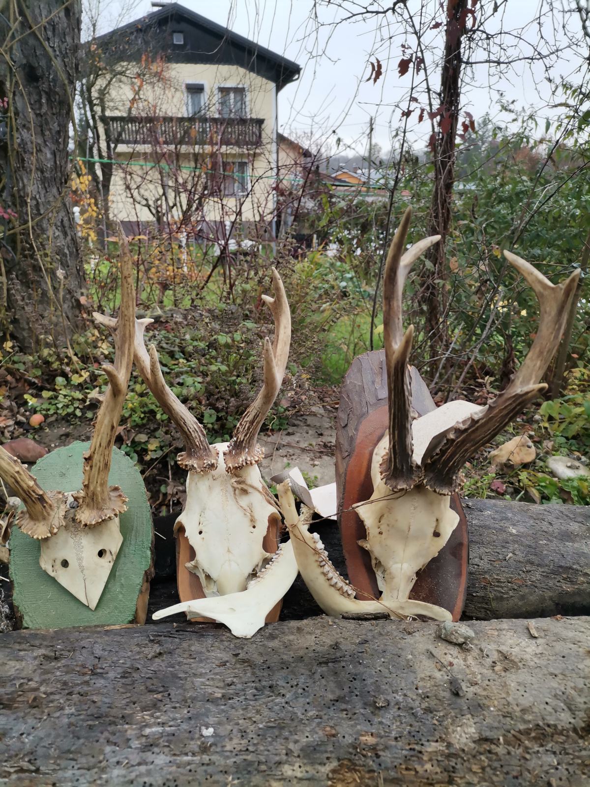 Lovska trofeja - srnjak