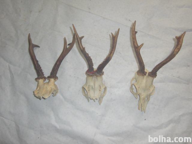 TROFEJI ROGOVI OD SRNJADI