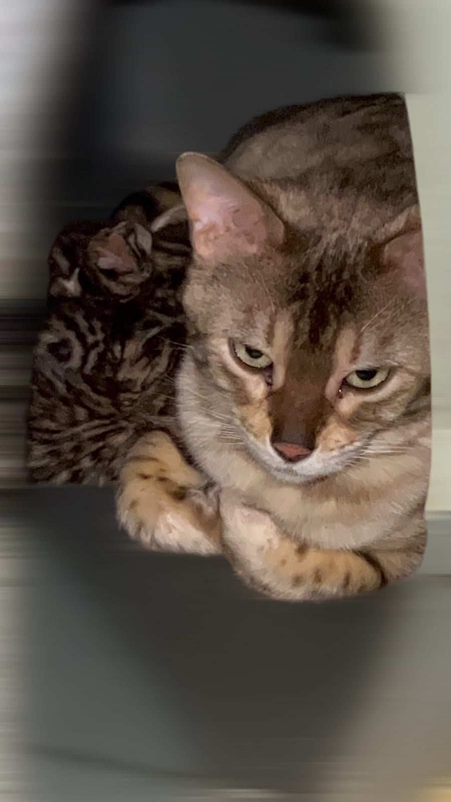 Bengal mucka