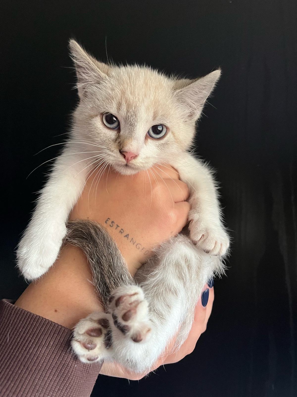 Lynx point siamese mucka