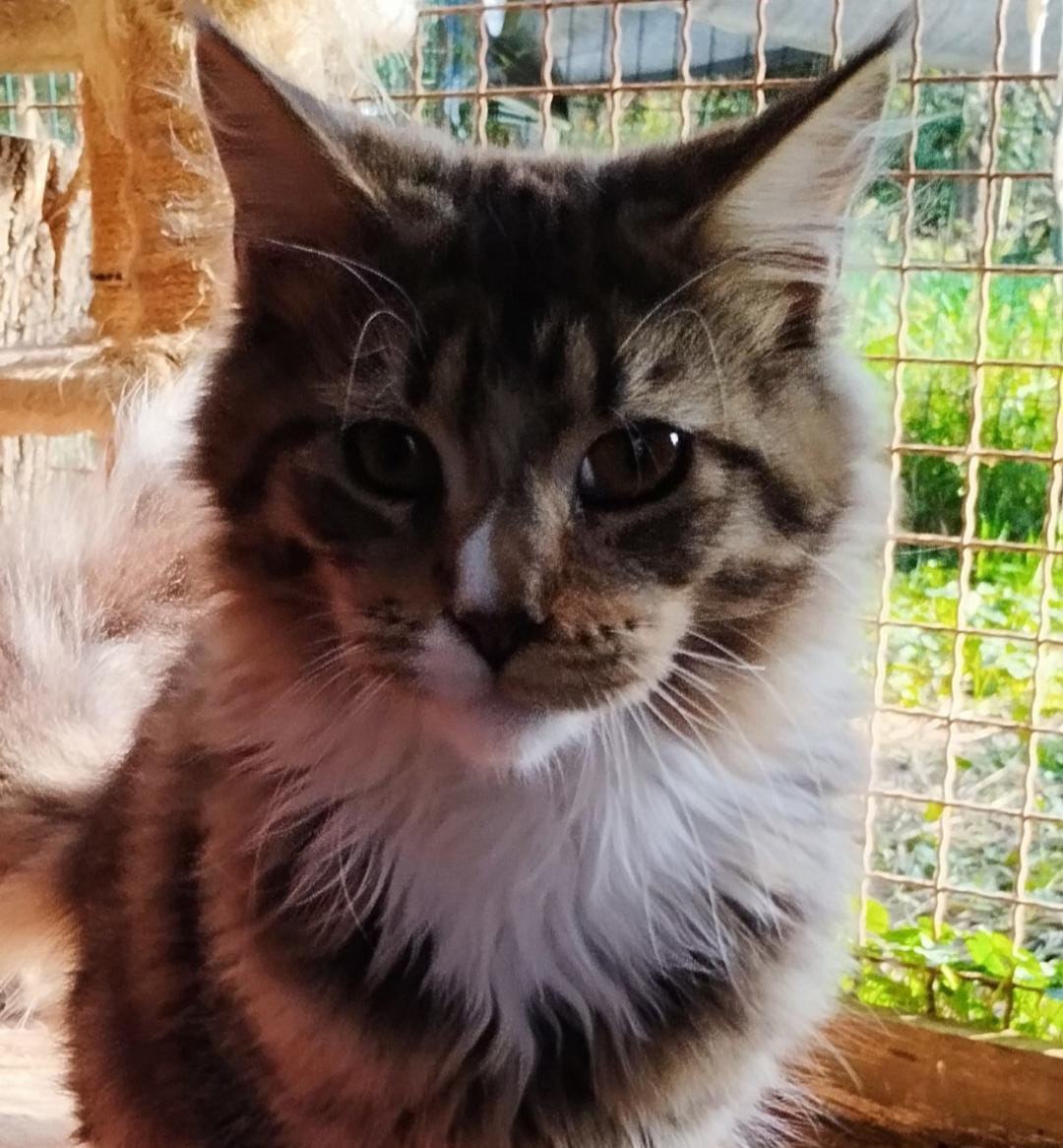 Maine coon mačji mladiči