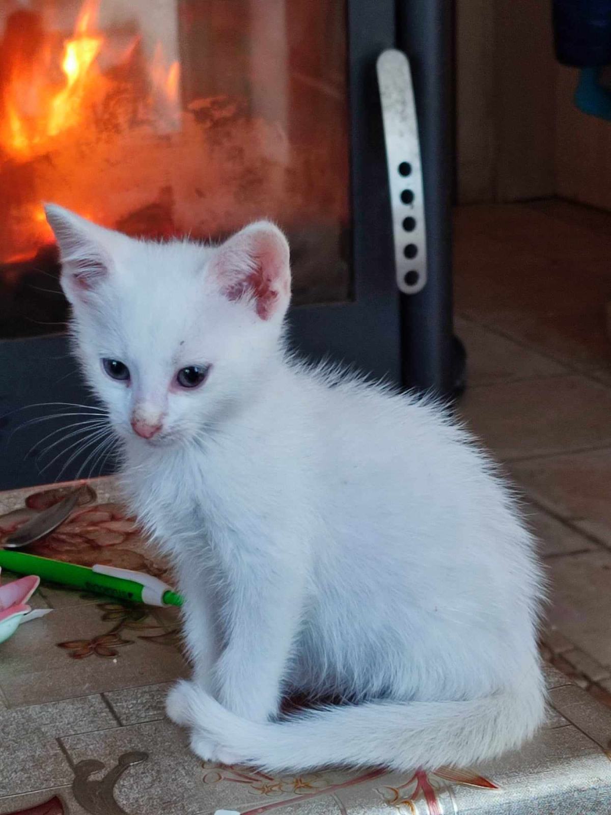 Mali beli mucek pasme Khao Manee išče novi dom